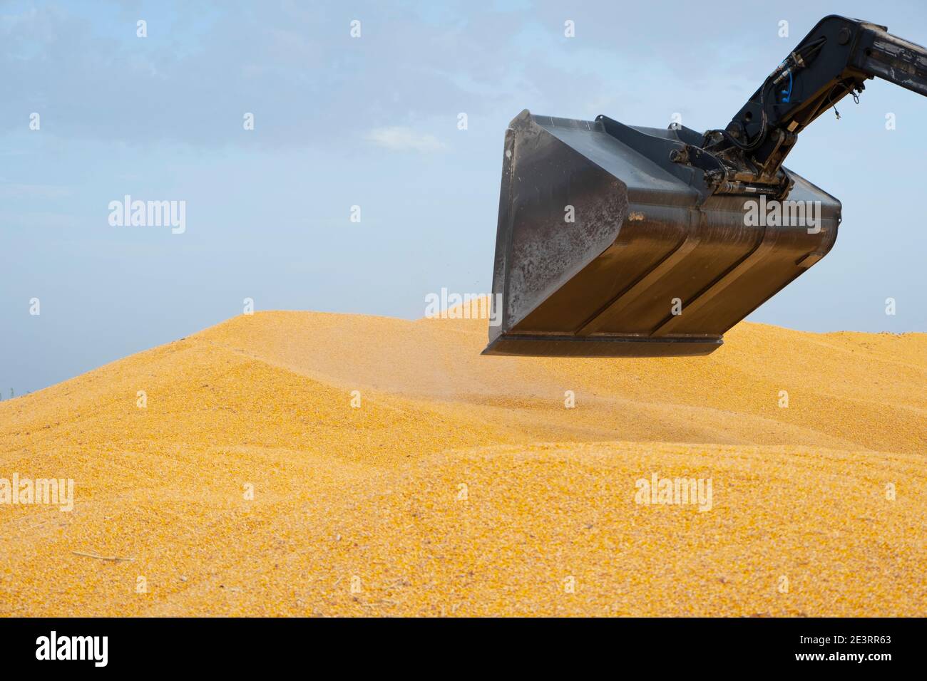 corn silage pile with tractor stuck Stock Photo - Alamy