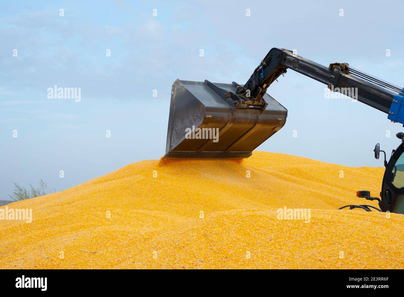 corn silage pile with tractor stuck Stock Photo - Alamy