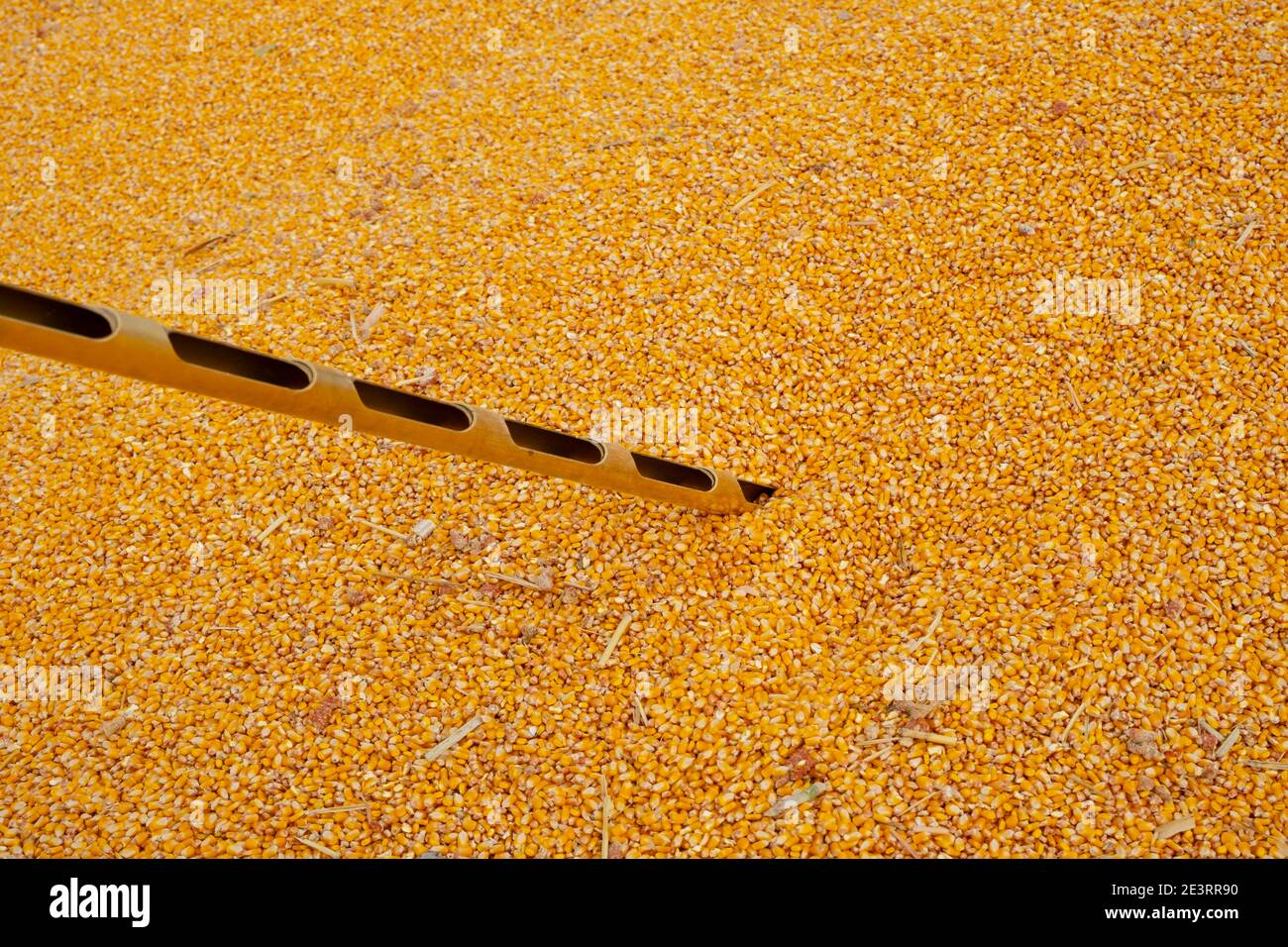 Wheat grain seed sample hi-res stock photography and images - Alamy