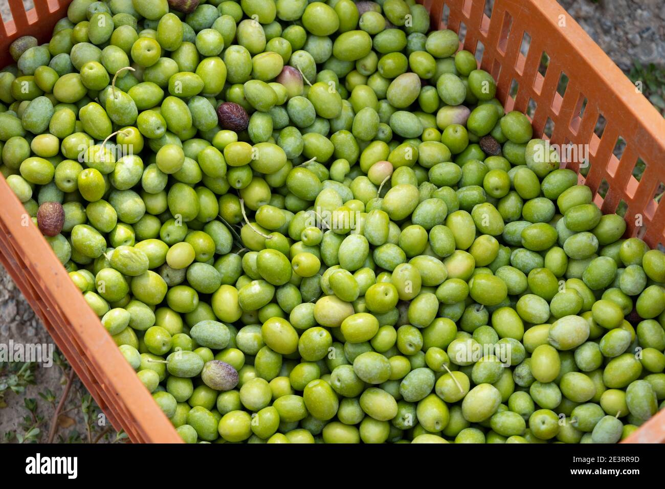 Harvested fresh olives in plastic box in a field, Italian for olive oil ...