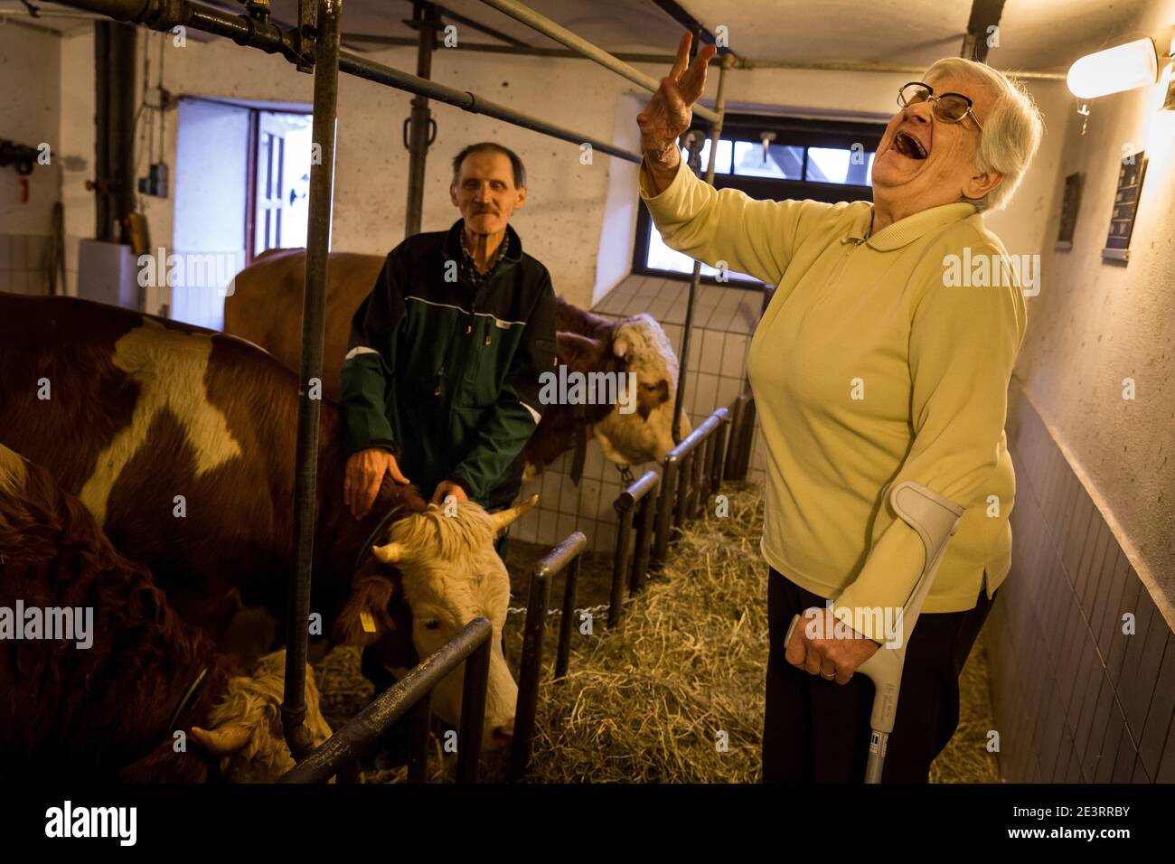 Chicken cow farm animals hi-res stock photography and images - Alamy