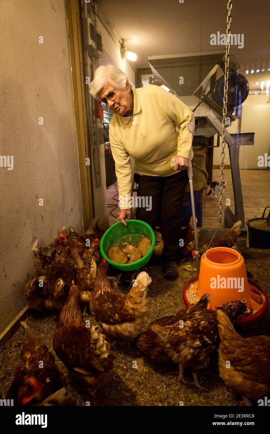 Farm chicken coop cow hi-res stock photography and images - Alamy