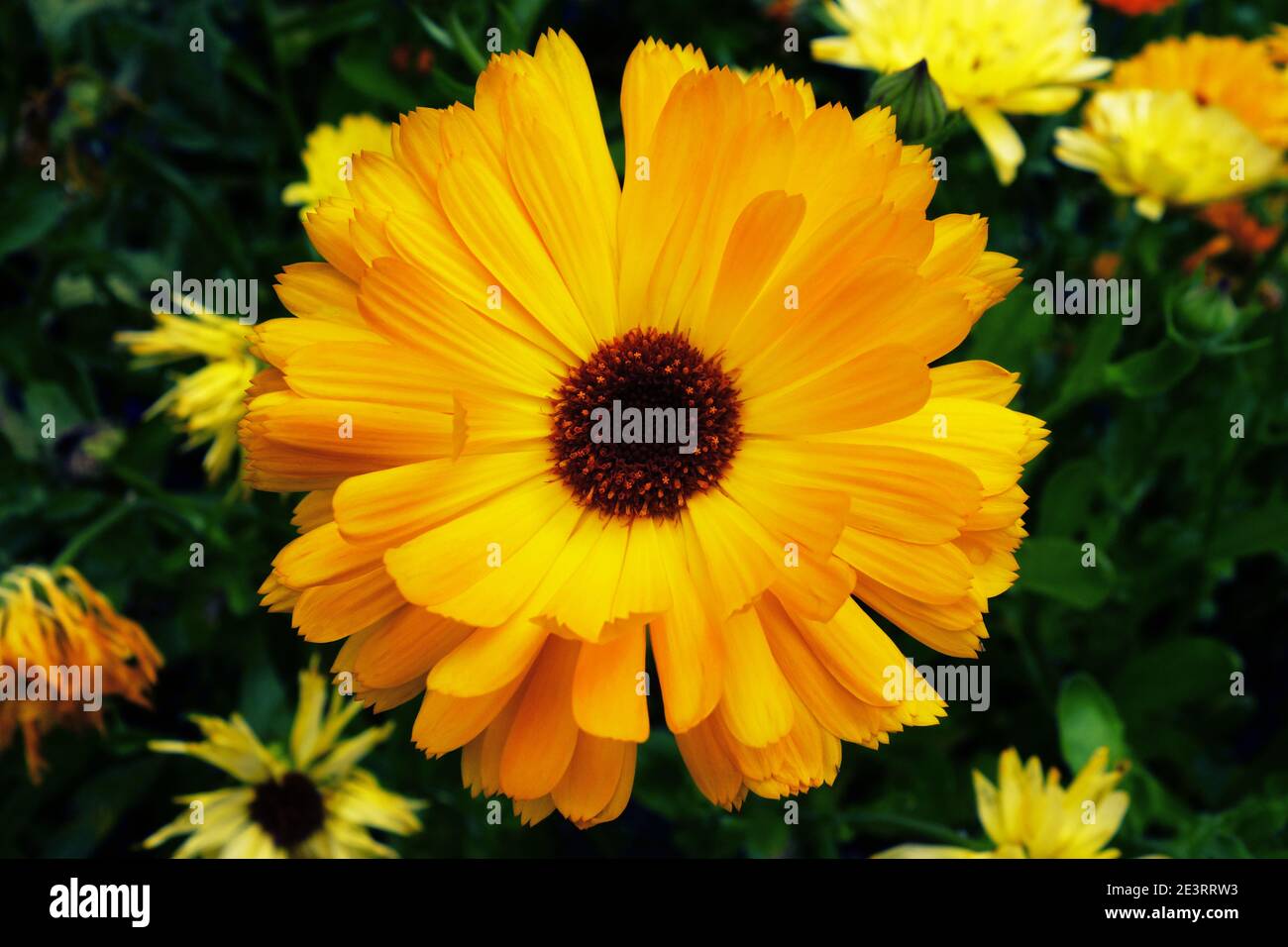 Marigold in bloom hi-res stock photography and images - Alamy