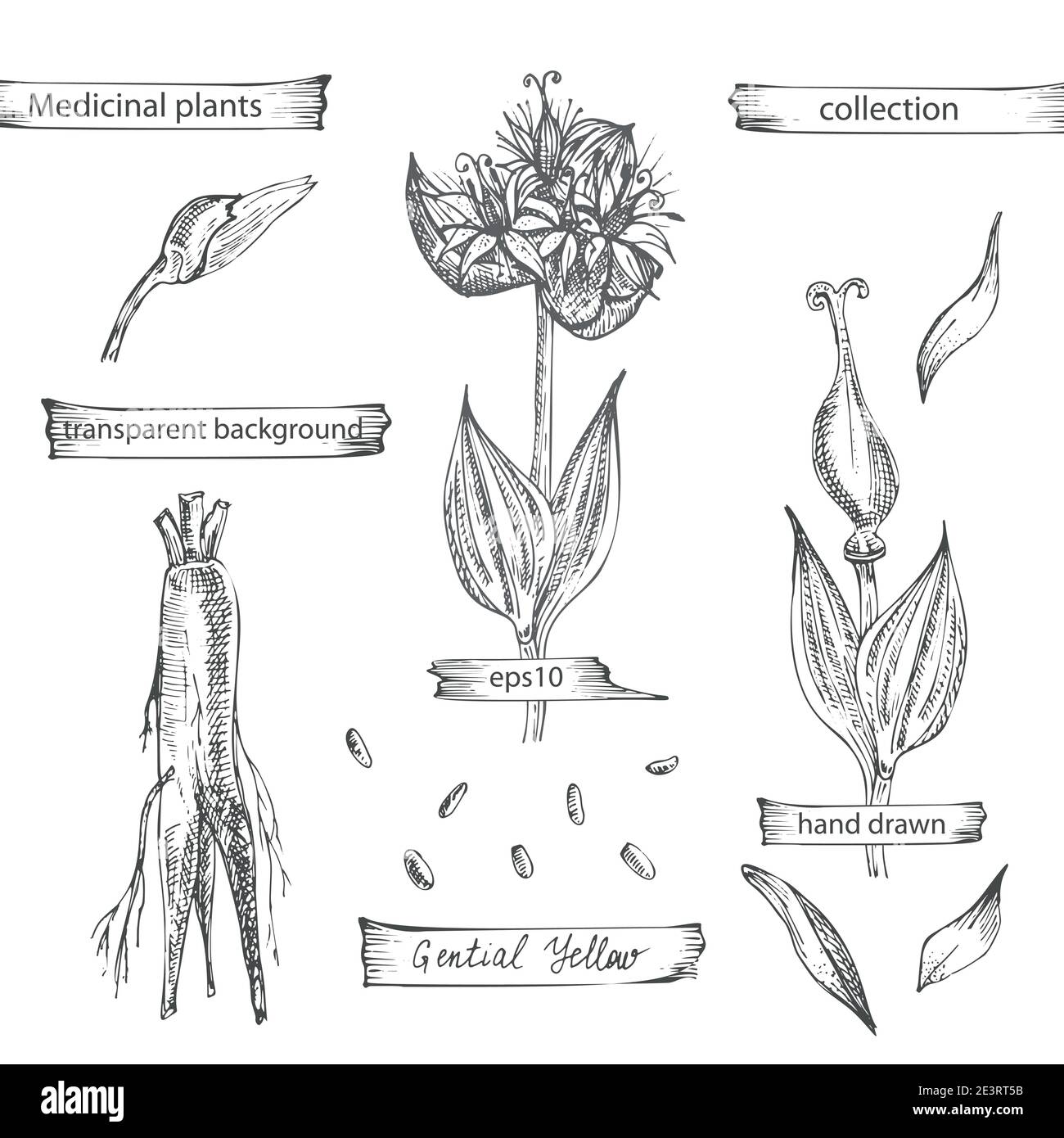 Gentiana flower drawing Stock Vector Images - Alamy