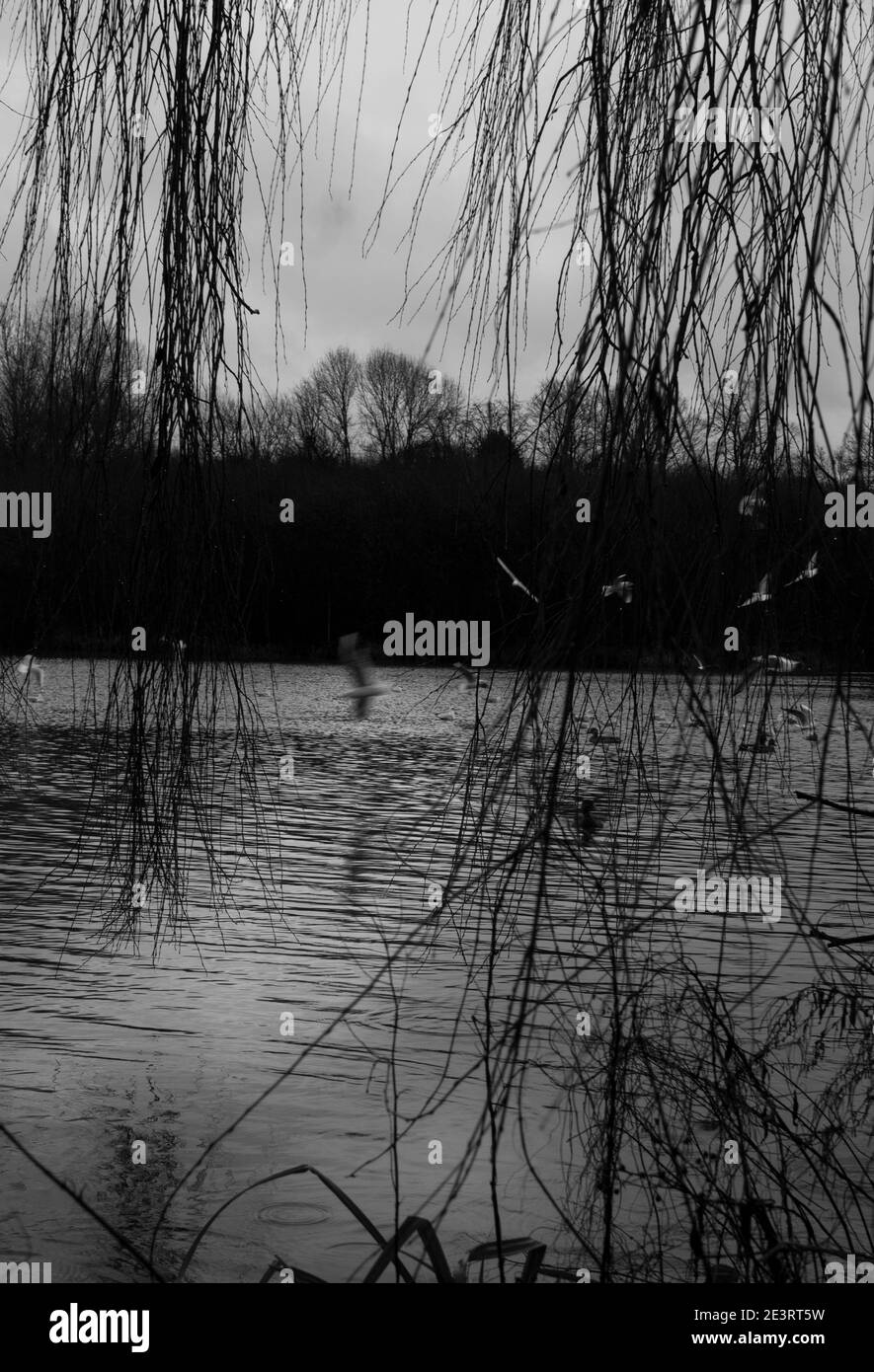 Black white image marsh hi-res stock photography and images - Alamy