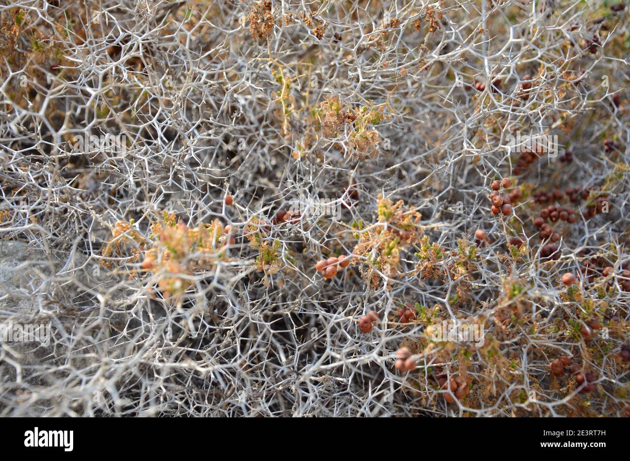 Prickly texture hi-res stock photography and images - Alamy