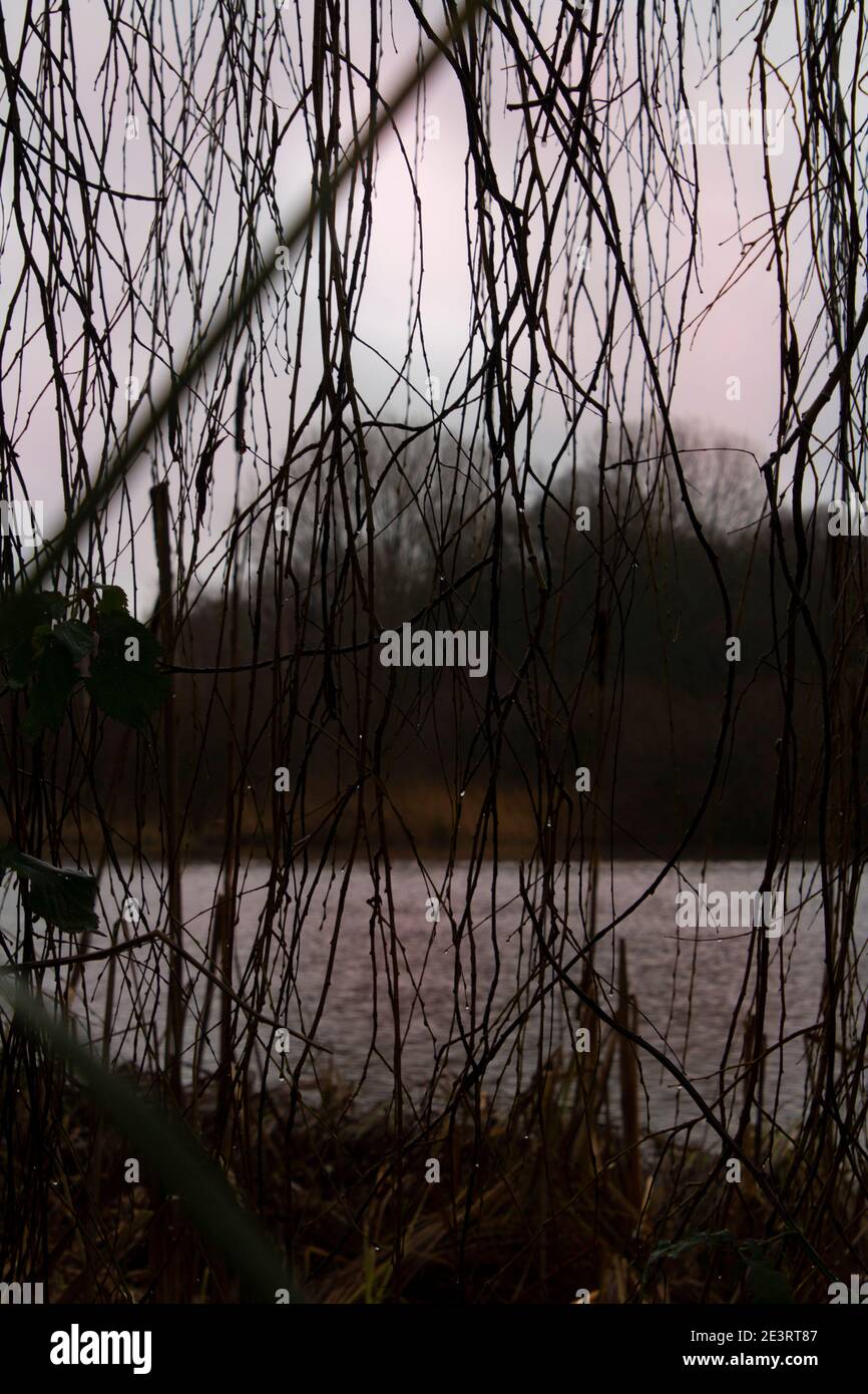 Black white image marsh hi-res stock photography and images - Alamy