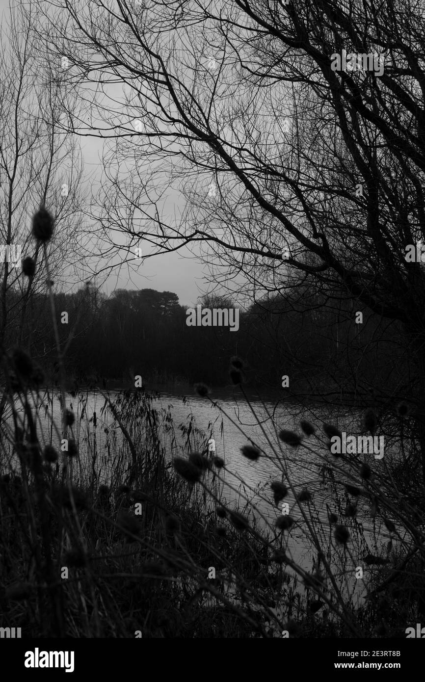 Land weeds Black and White Stock Photos & Images - Alamy