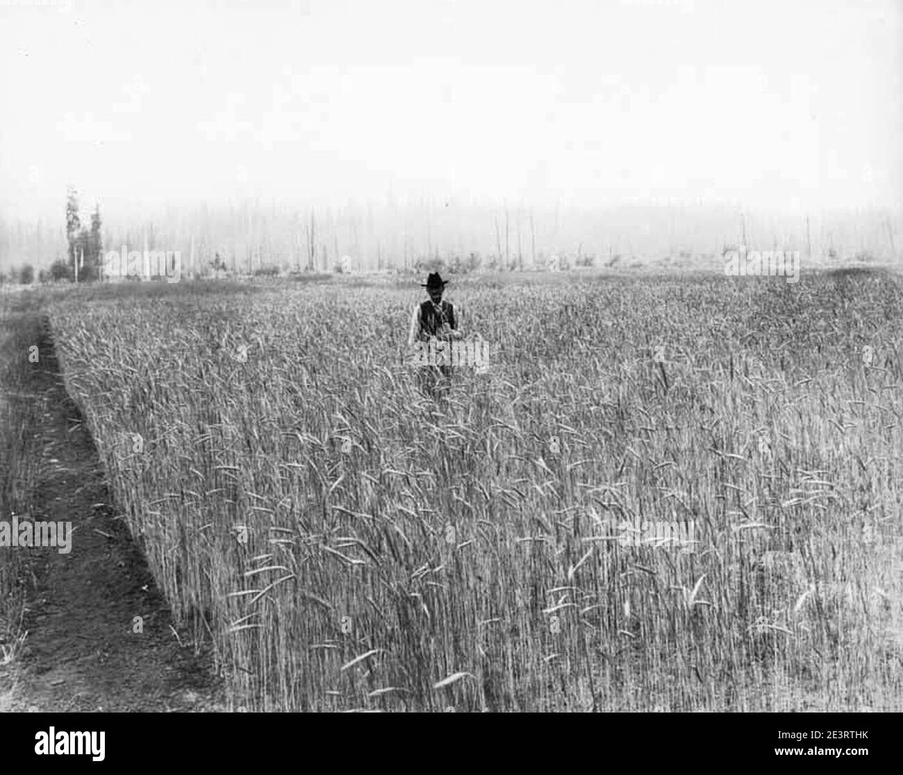 Man standing in rye field hi-res stock photography and images - Alamy