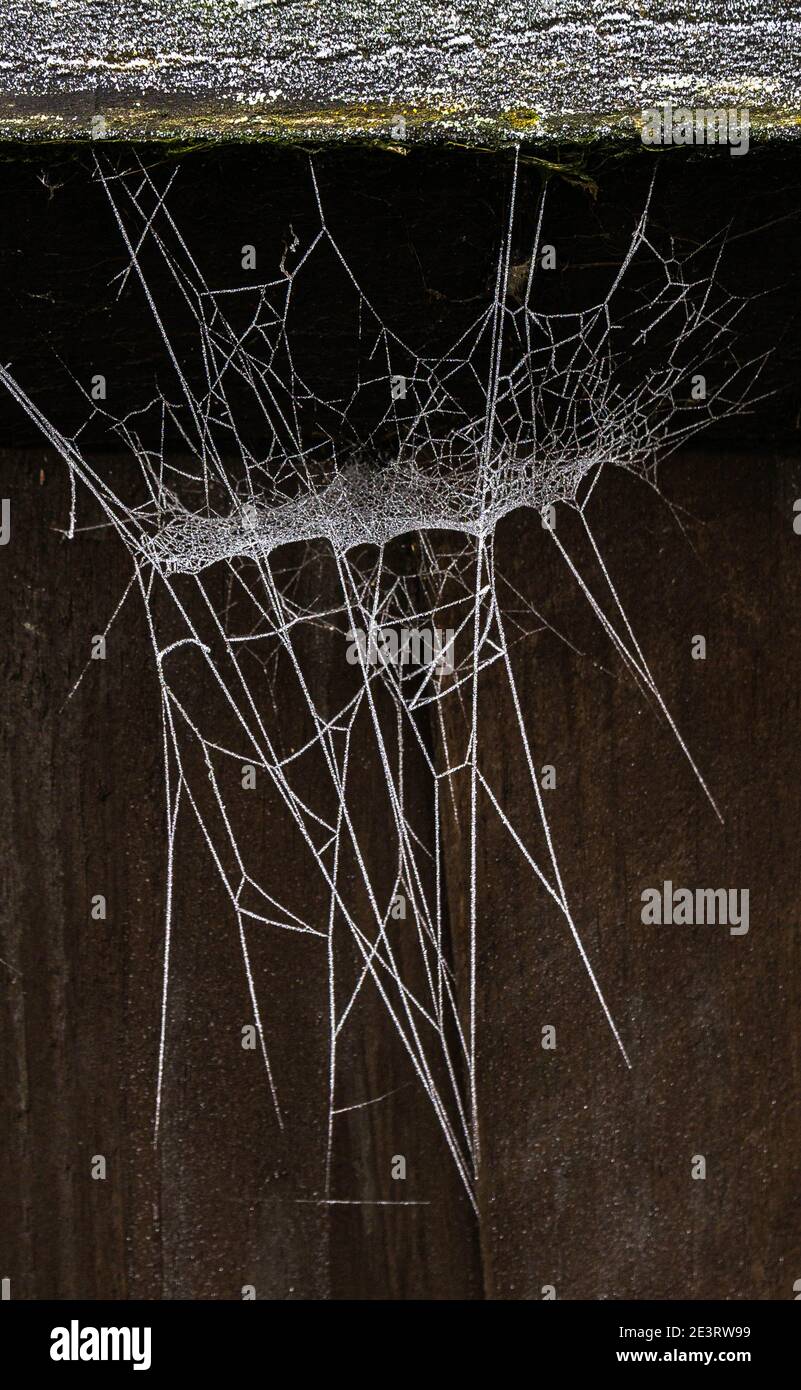GIANT COBWEBS ON A WOODEN FENCE COVERED IN FROST Stock Photo - Alamy
