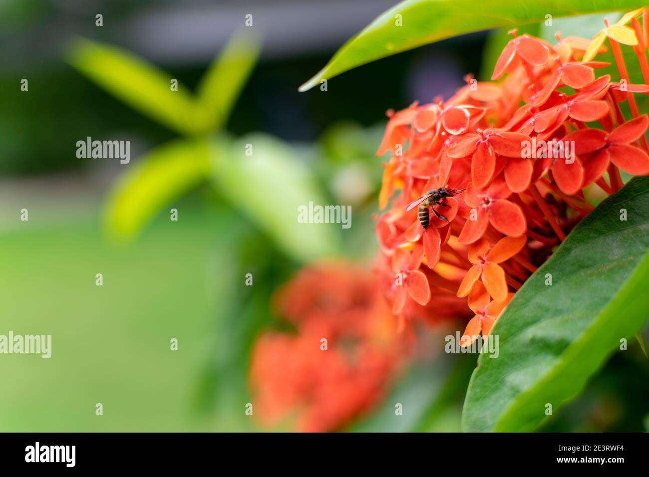 West Indian Jasmine flowers with honey bee collecting the nectar from ...