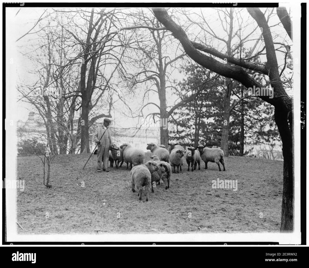 Sheep vintage house Cut Out Stock Images & Pictures - Alamy
