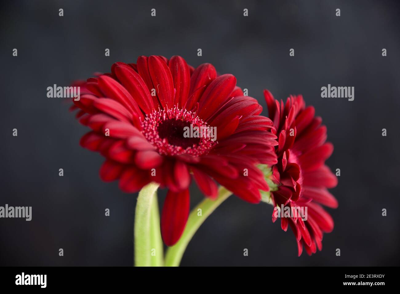 A flower of a slender, tall gerbera of red color on a black background ...