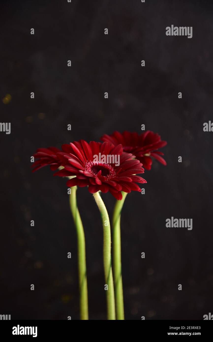 Tall and slender plant hi-res stock photography and images - Alamy