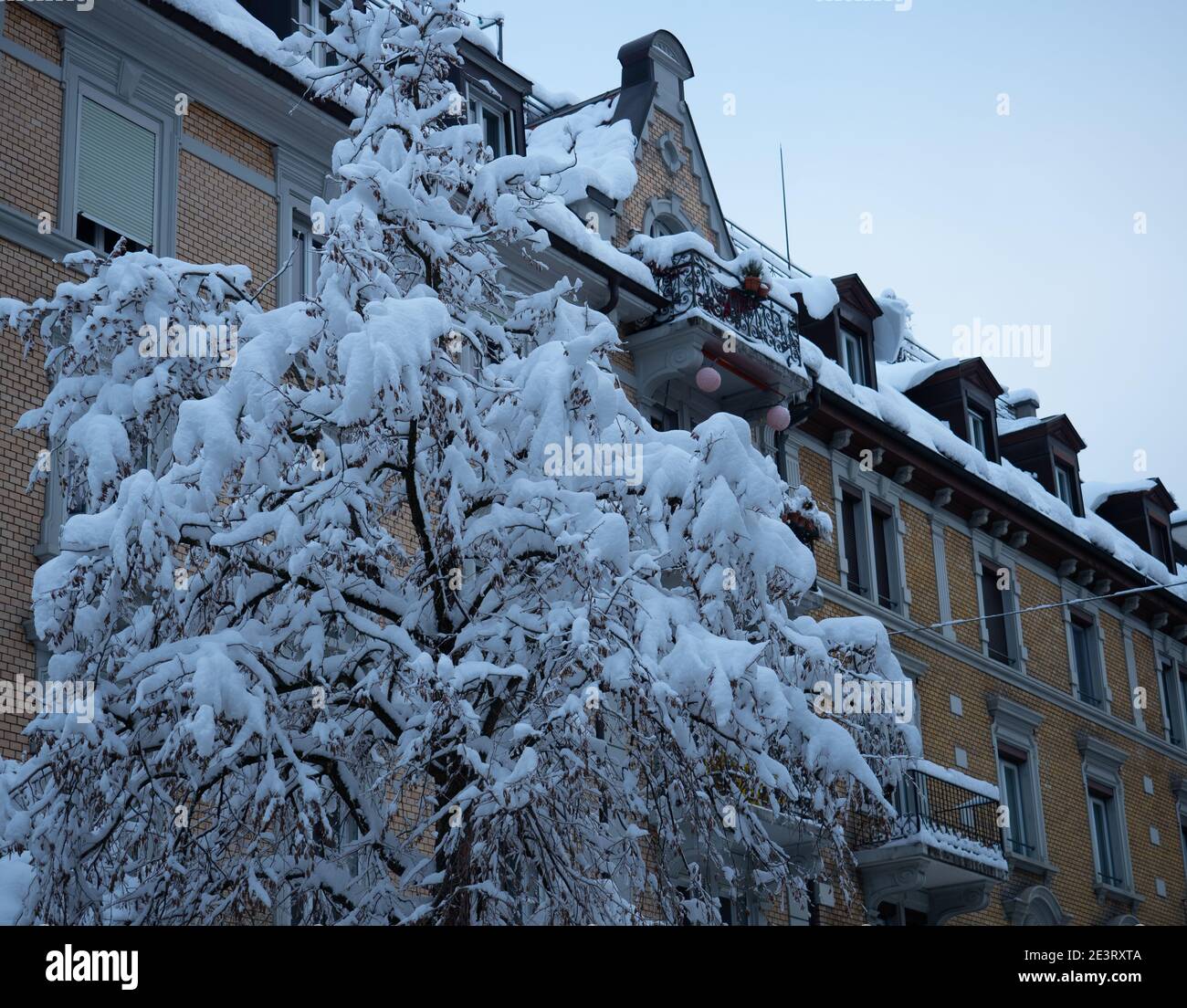 Heavy snowfall in Zurich: A snow loaded tree in front of a historic ...