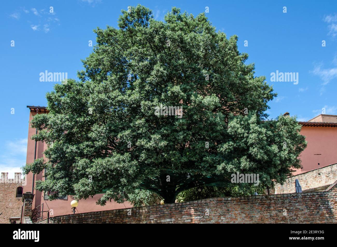 Big olive tree in greece hi-res stock photography and images - Alamy