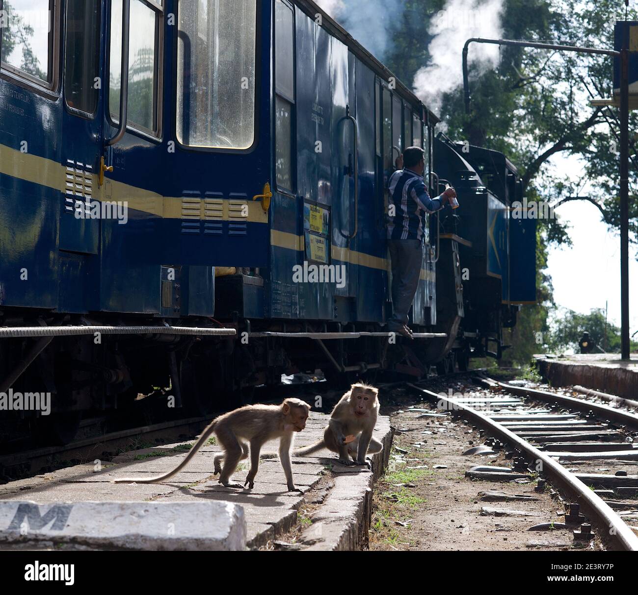 Nilgiri Mountain Railway, India Stock Photo - Alamy