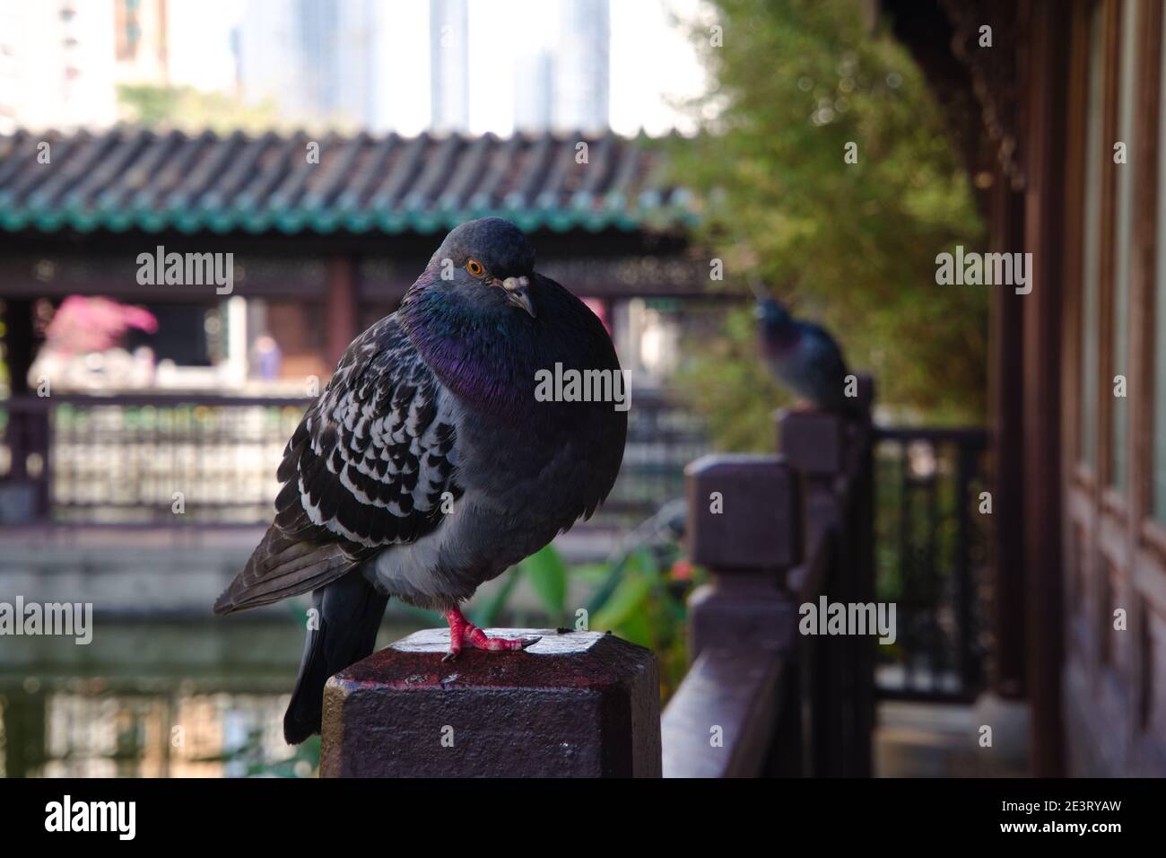 Bird, Feral Pigeon, standing and resting in a Chinese style park in ...