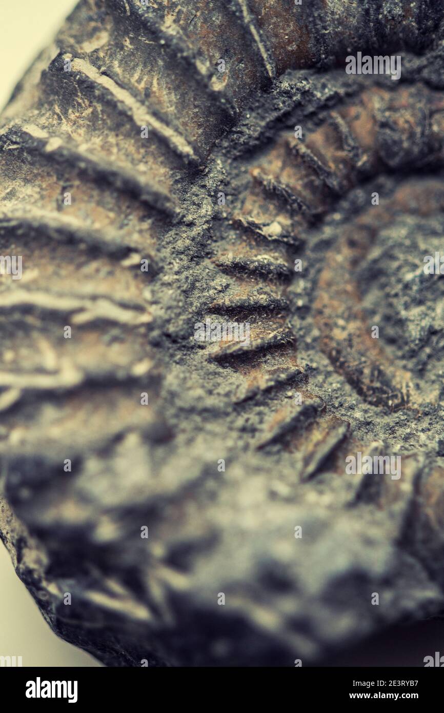 Cephalopod fossils hi-res stock photography and images - Alamy