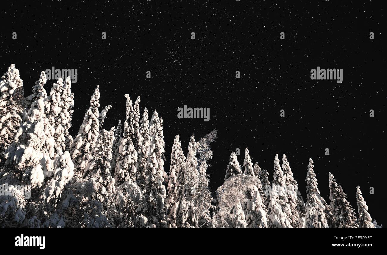 Forest in heavy white snow on a cold winters night with clear starry ...