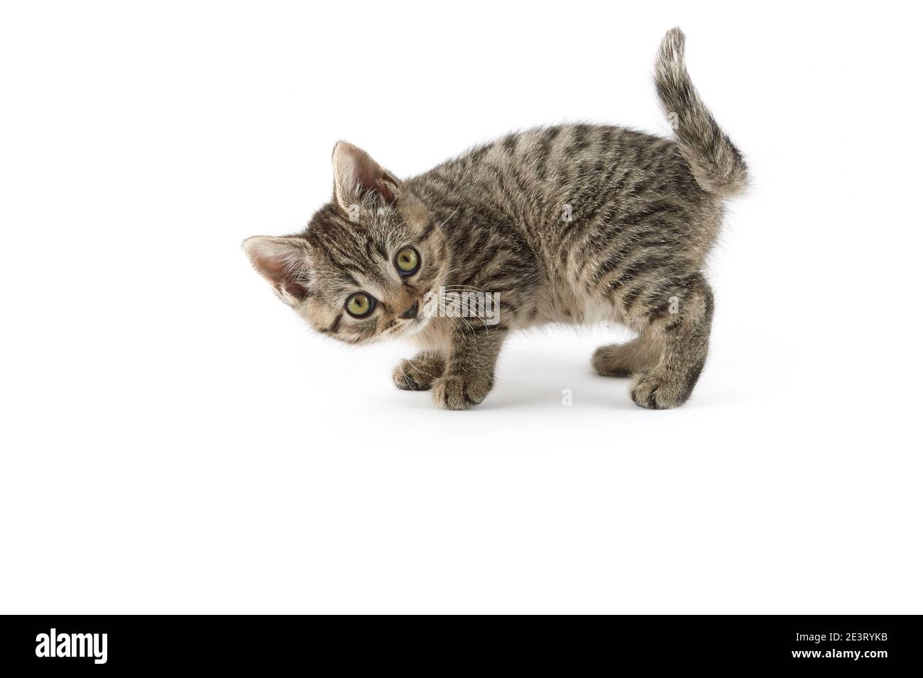 Small tabby (European Shorthair) kitten isolated on white background ...