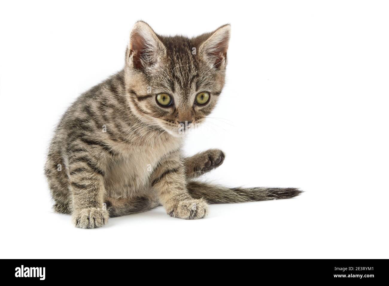 Small tabby (European Shorthair) kitten isolated on white background ...