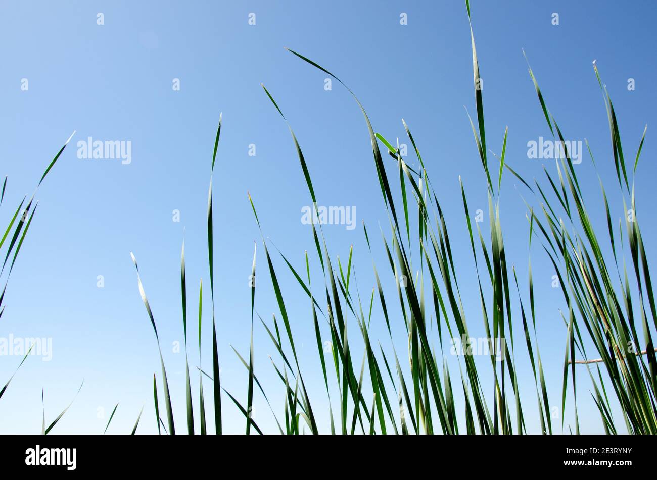 Tall grasses florida everglades hi-res stock photography and images - Alamy