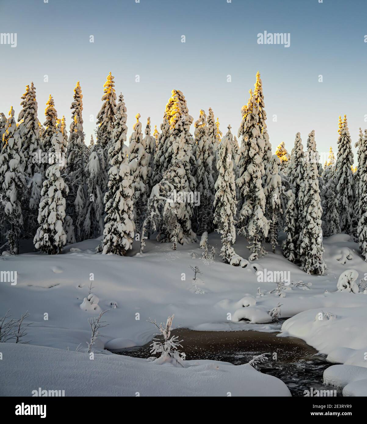 Nordic forest hi-res stock photography and images - Alamy