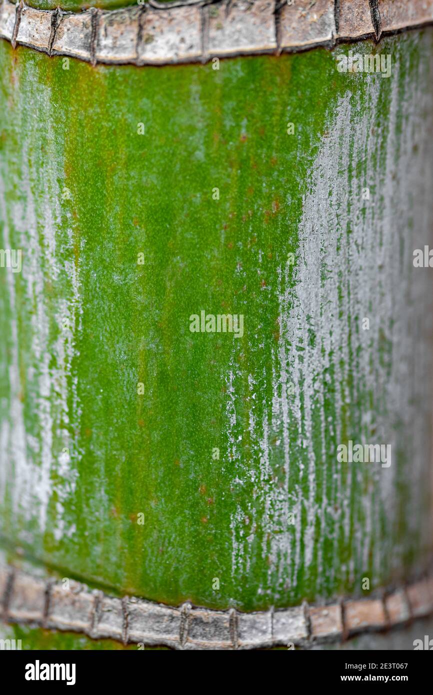 Abstract green bamboo trunk macro background with copy space. Image ...