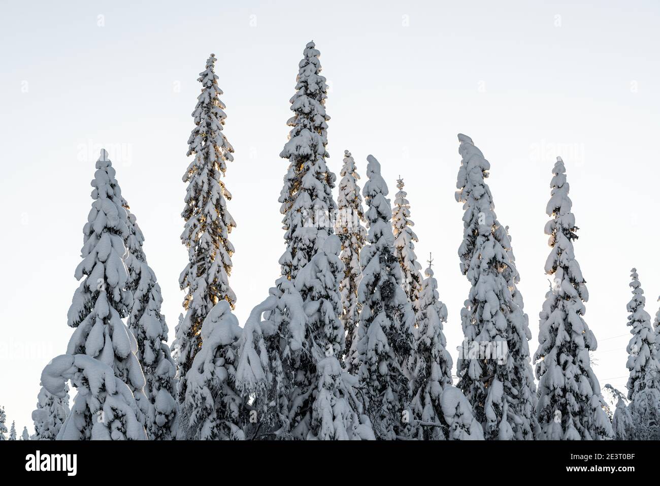 Trees covered in heavy fresh snow after a blizzard in the arctic winter ...