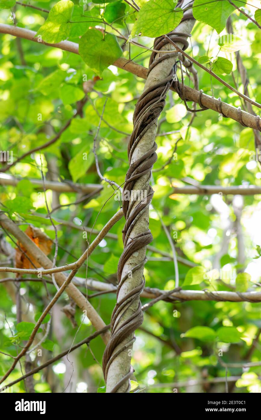 Tree twig wrappers up with liana root in greenery jungle background ...