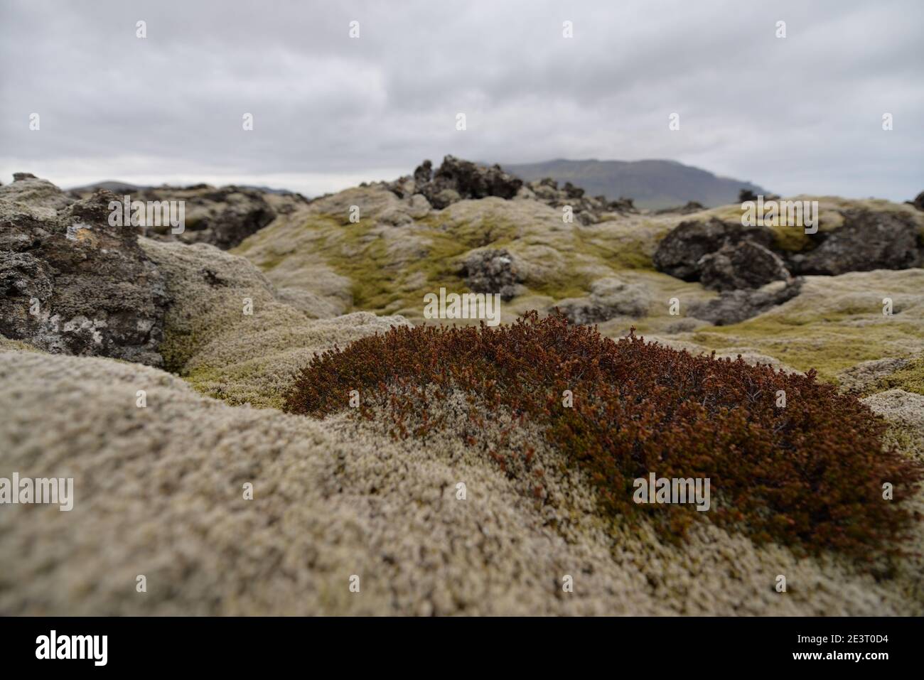 Green field on rocky hi-res stock photography and images - Alamy