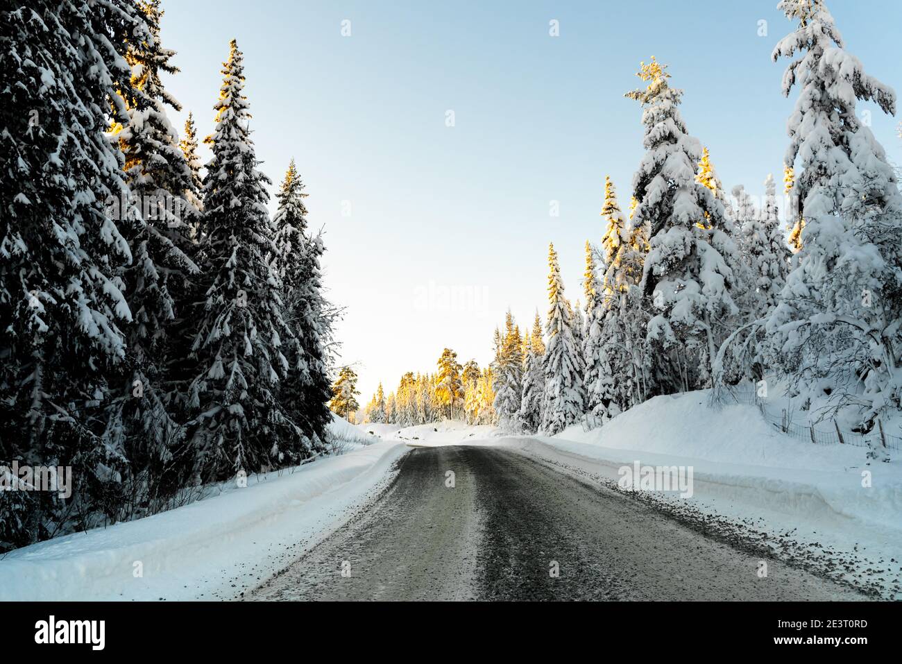 Gravel road running through a wild snowy pine forest Stock Photo - Alamy