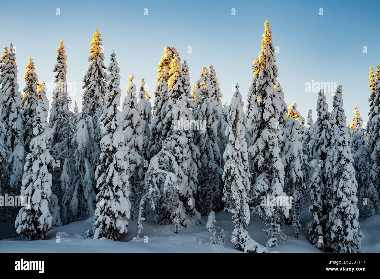 Tall pine trees covered in heavy snow in a winter wonderland Stock ...