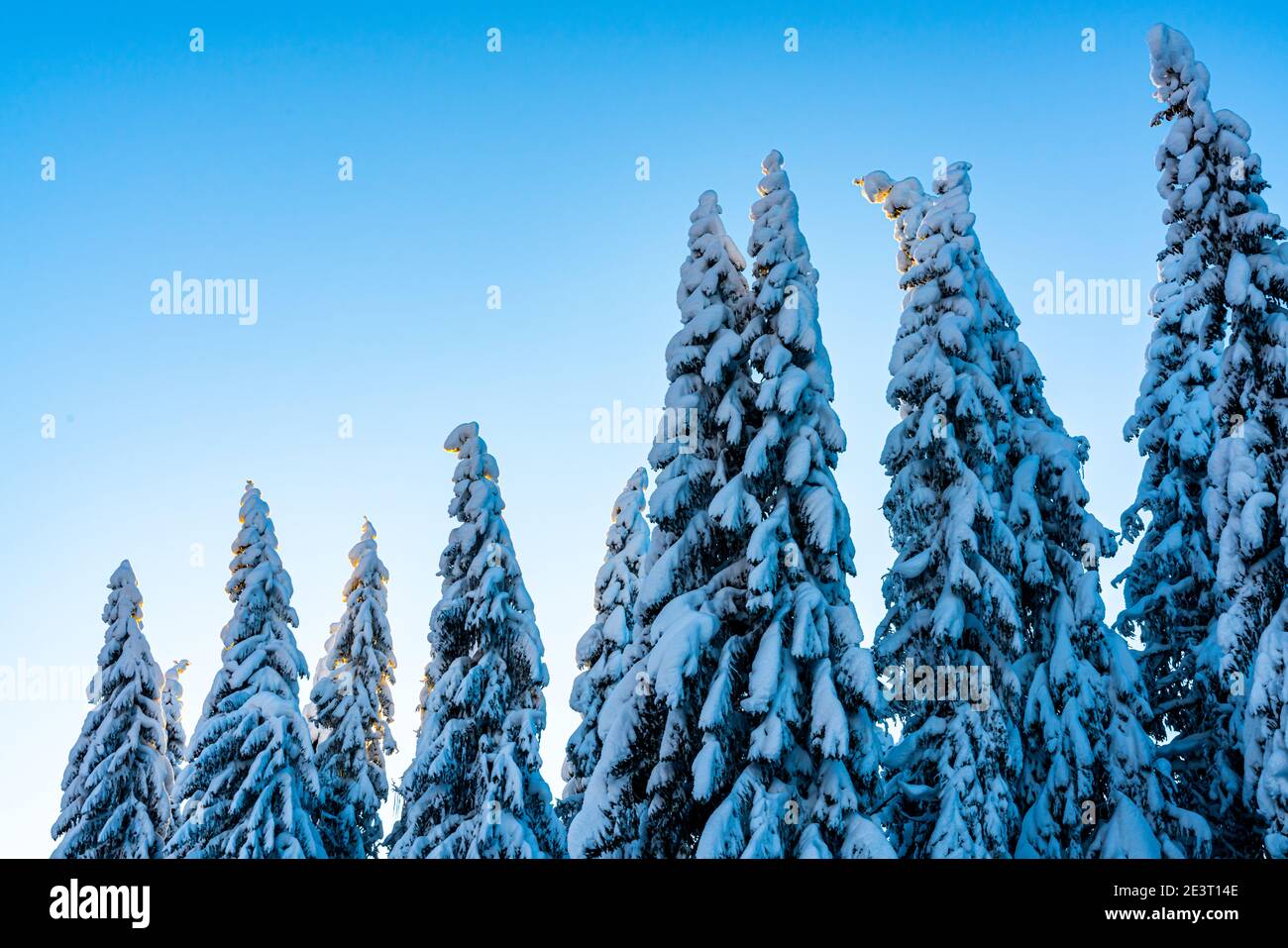 Tall pine trees covered in heavy snow in a winter wonderland Stock ...
