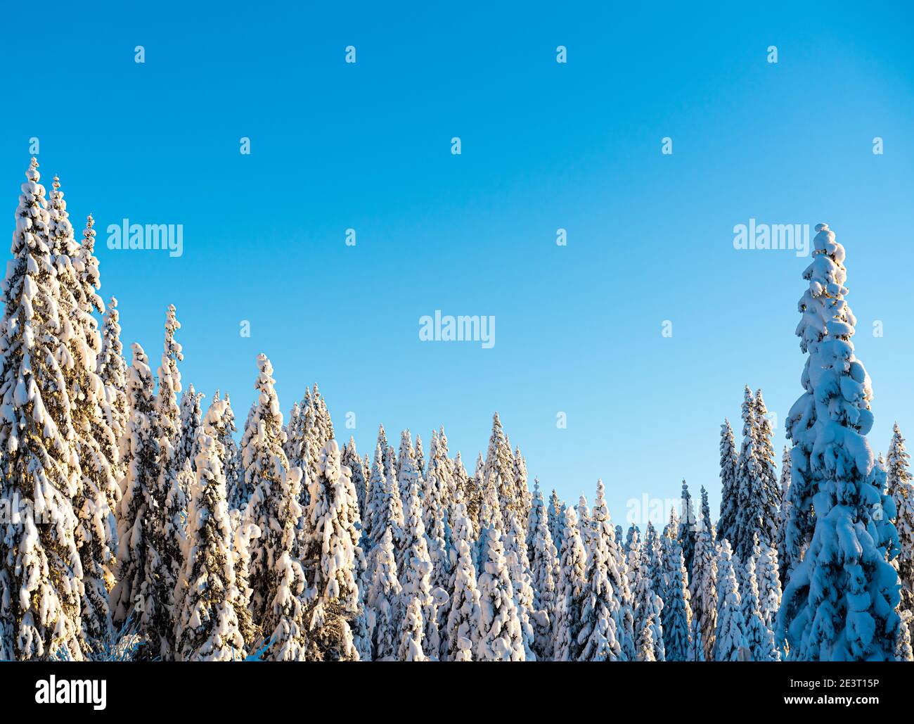 Tall spruce trees covered in heavy snow in a winter wonderland Stock ...