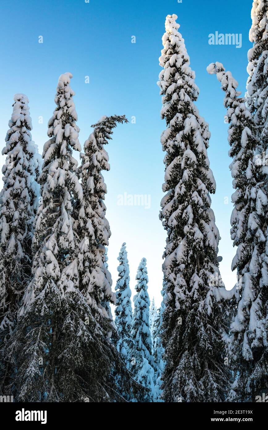 Tall pine trees covered in heavy snow in a winter wonderland Stock ...