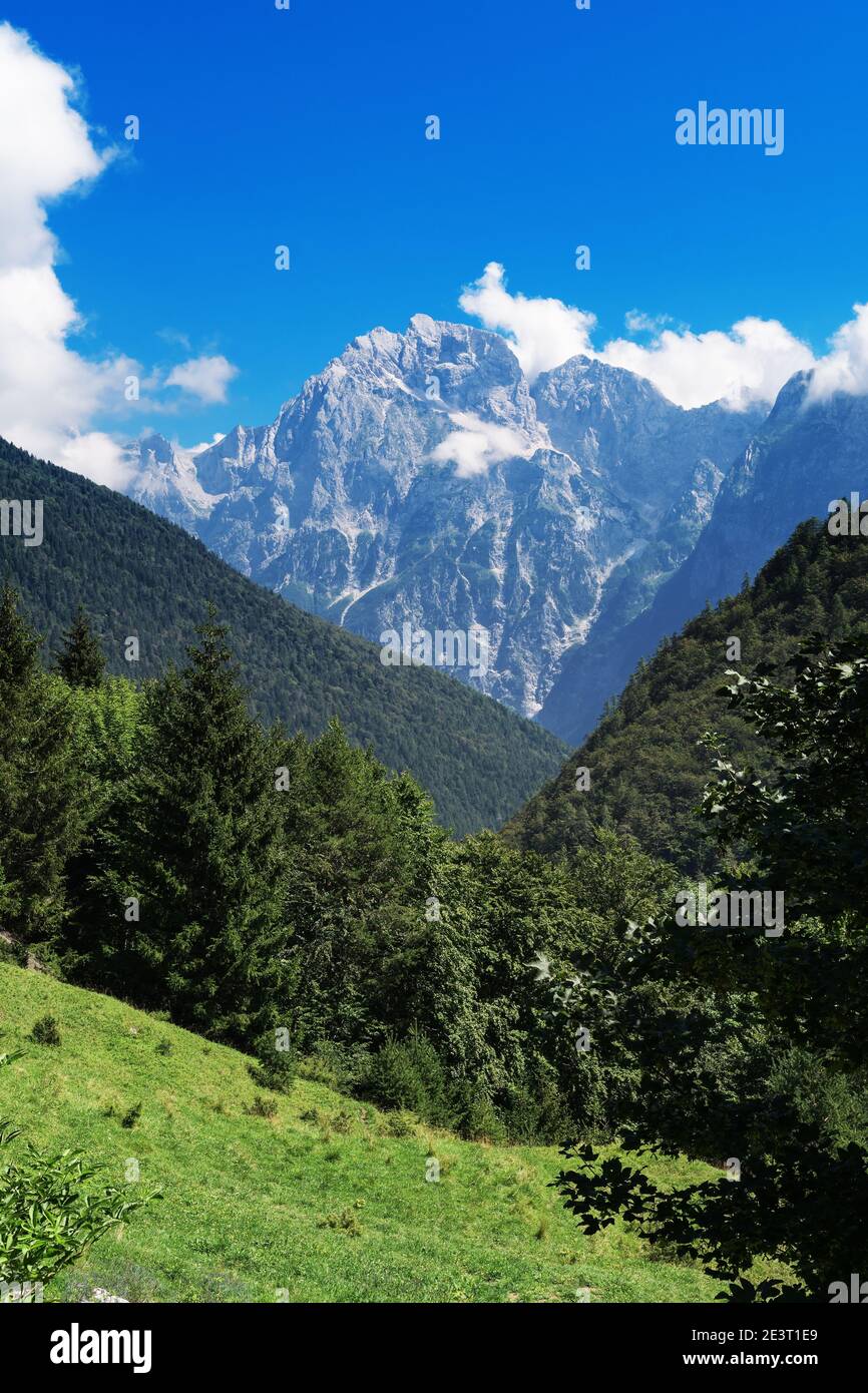 Beautiful Alpine scene with meadow, forest and mountain in background ...