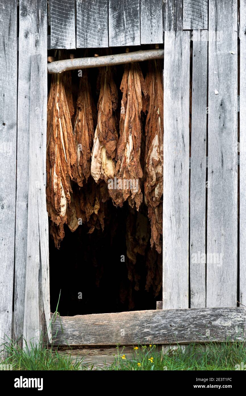 Tobacco drying traditional method hi-res stock photography and images ...