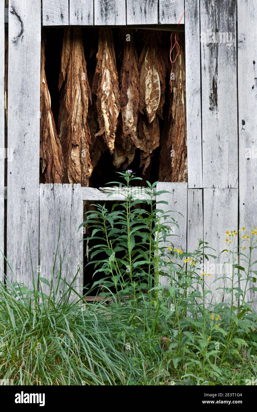 Tobacco drying traditional method hi-res stock photography and images ...