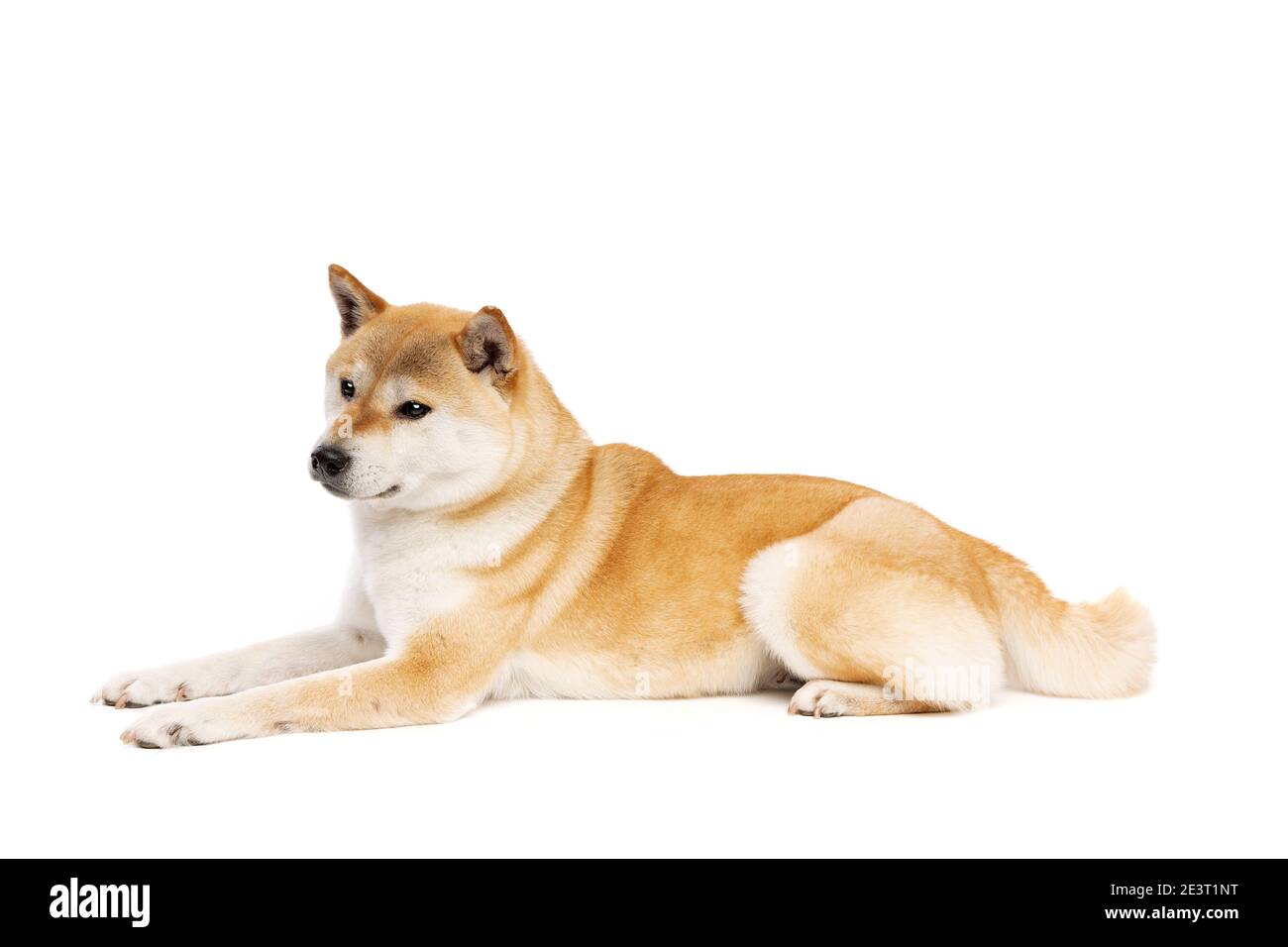 Shiba Inu Japanese breed dog in front of a white background Stock Photo ...