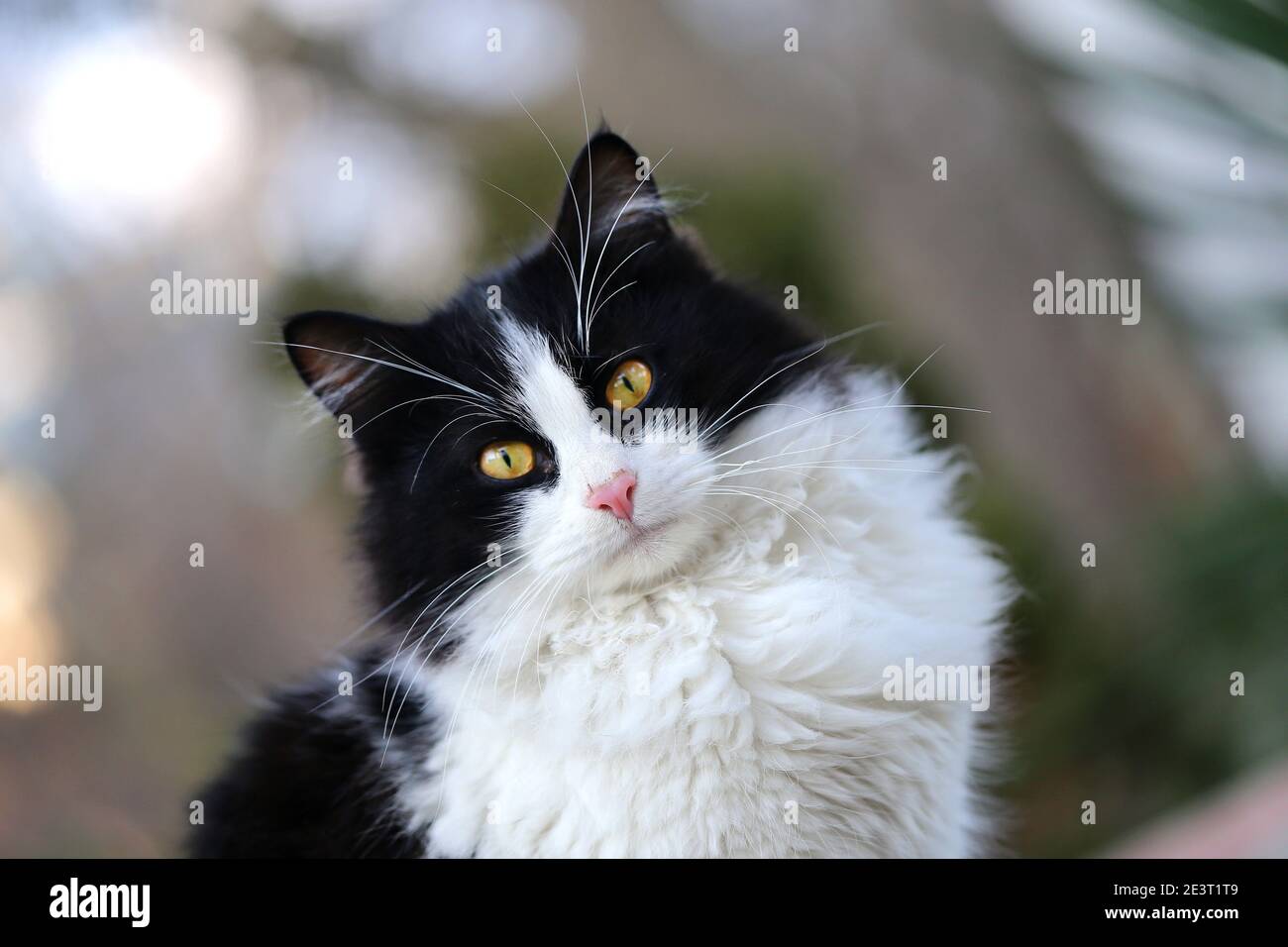 Photo portrait of a beautiful street kitten illuminated by the sun ...