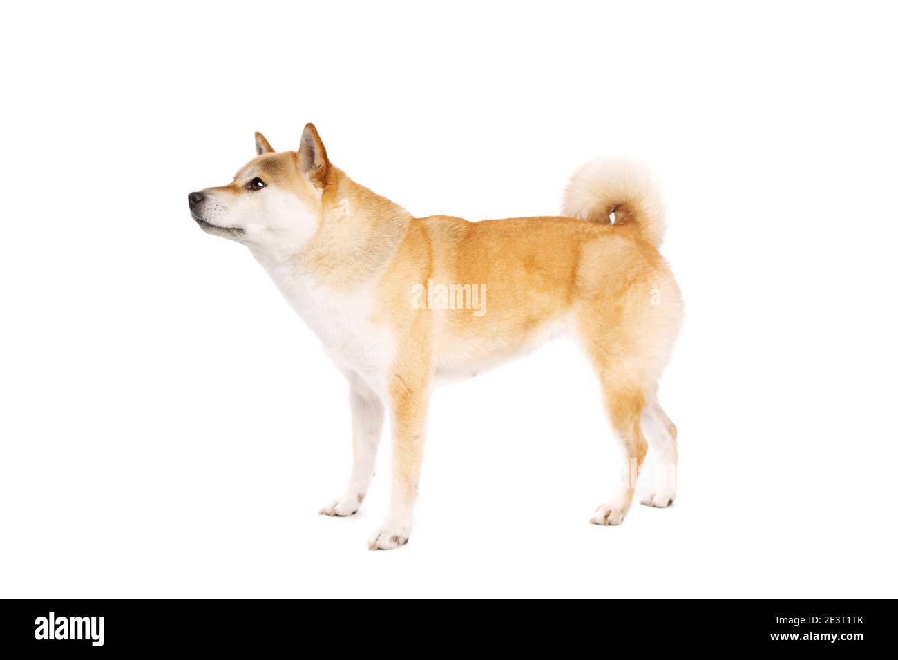 Shiba Inu Japanese breed dog in front of a white background Stock Photo ...