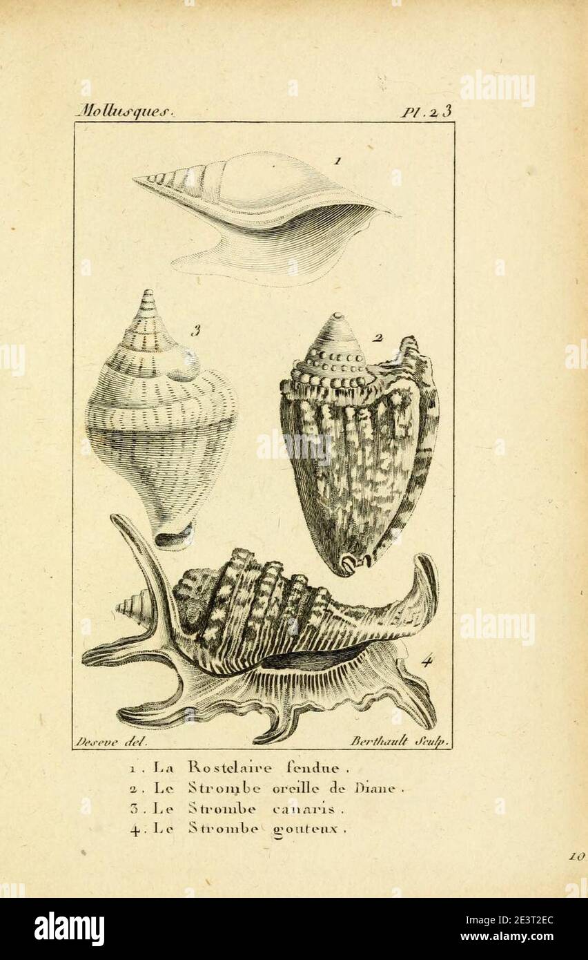 Manuel de l'histoire naturelle des mollusques Plate23 Stock Photo - Alamy