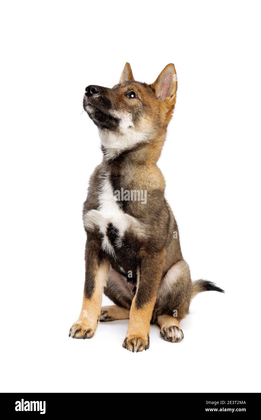 Can Shikoku Be White