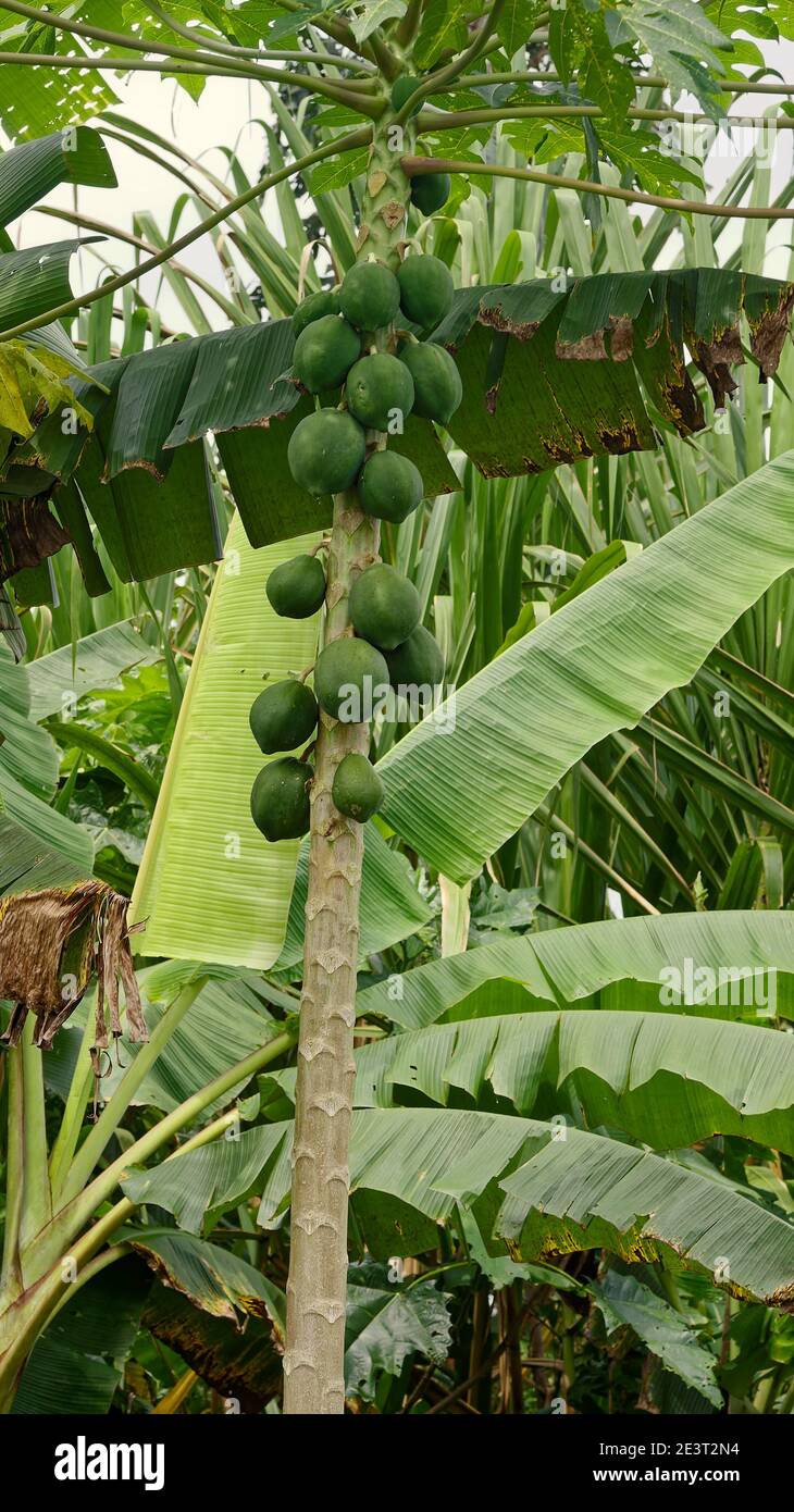 Tropical Rainforest Fruit Trees