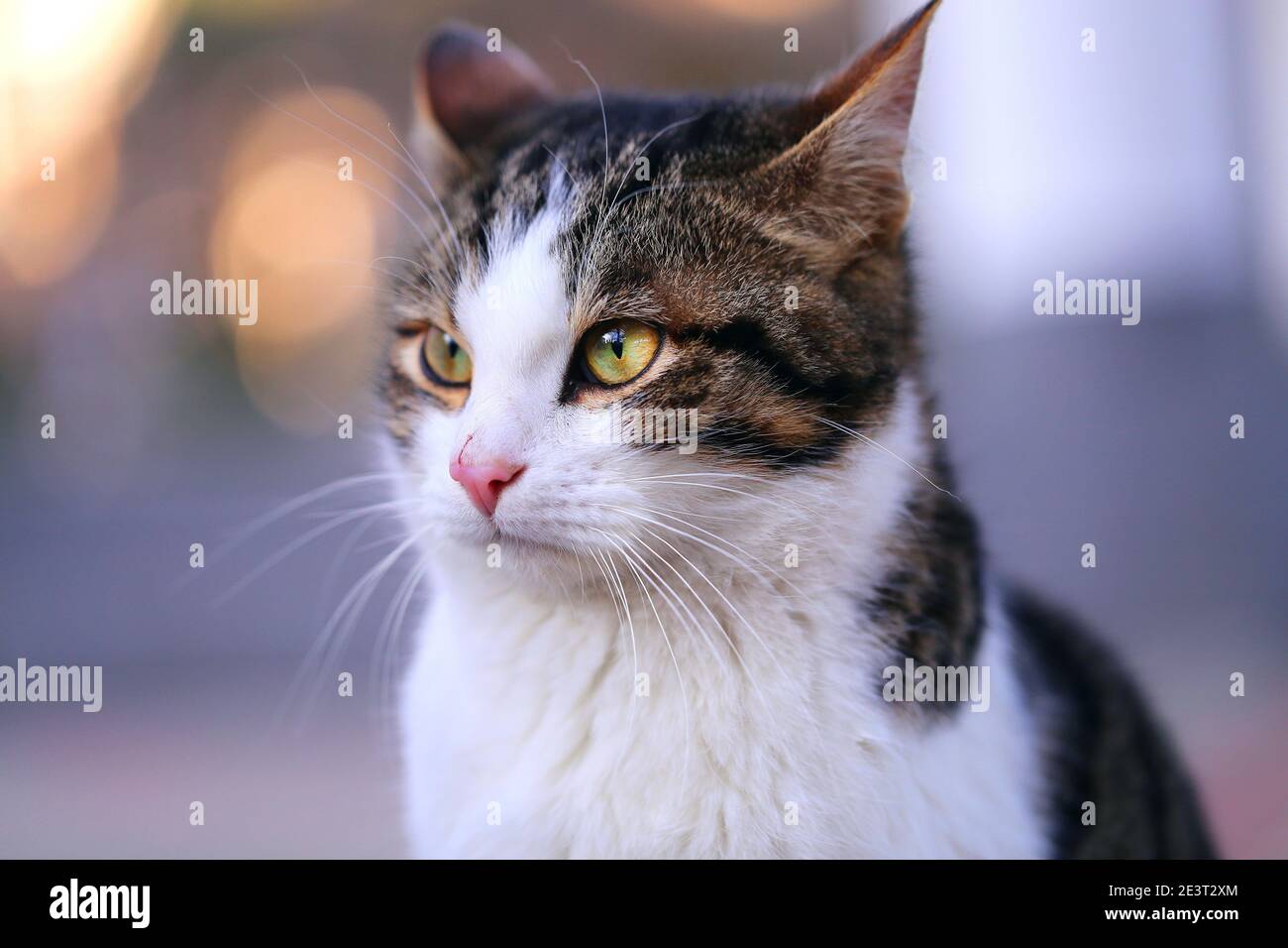 Photo portrait of a beautiful street kitten illuminated by the sun ...