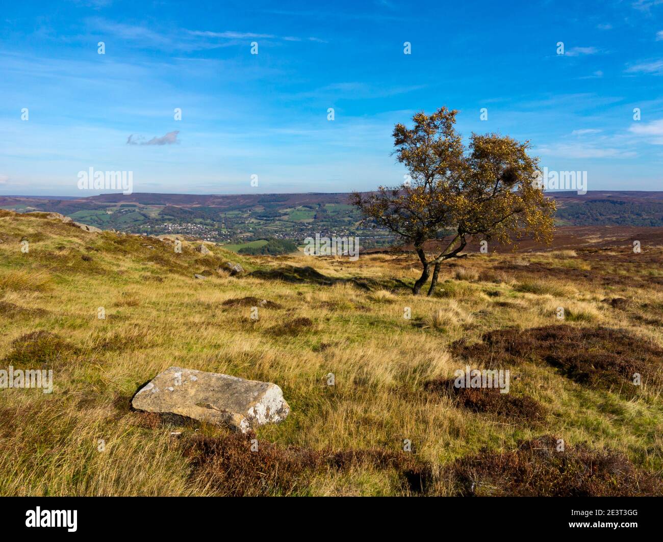 Autumn trees in landscape at Eyam Moor in the Peak District National ...