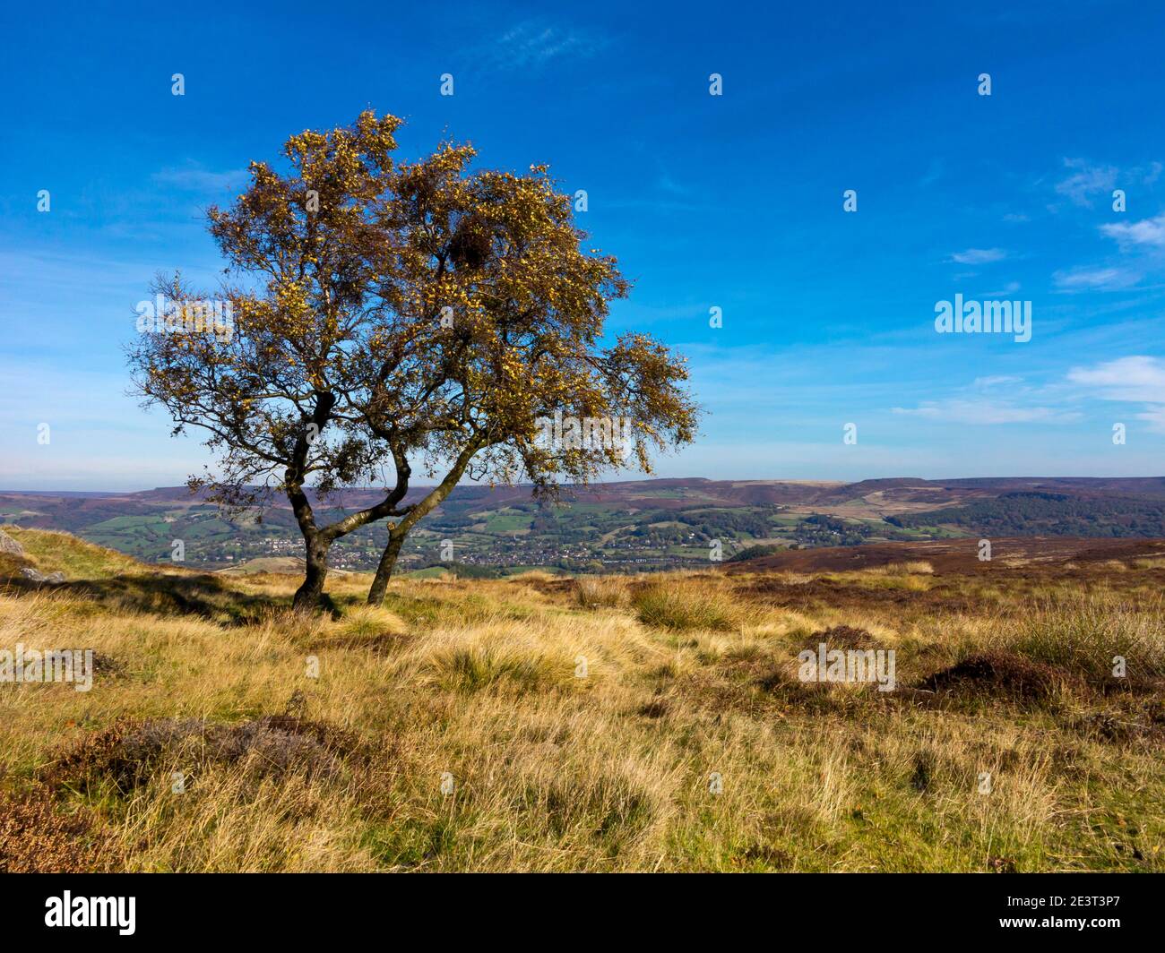 Autumn trees in landscape at Eyam Moor in the Peak District National ...
