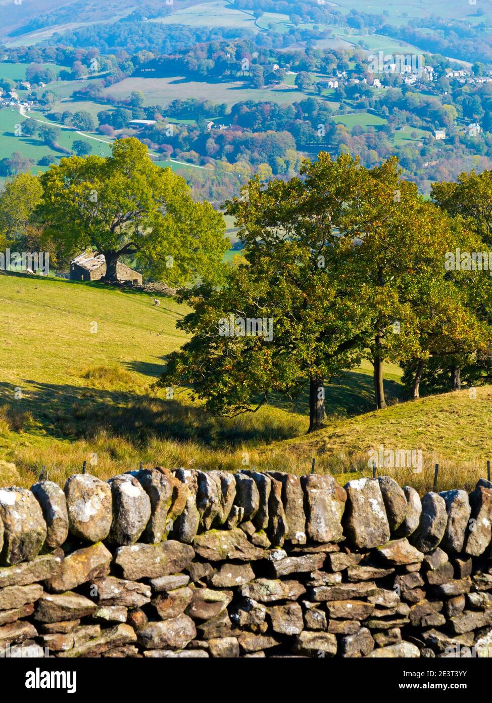 Drystone wall and trees in autumn sunshine at Offerton Moor in the Hope Valley area of the Peak ...